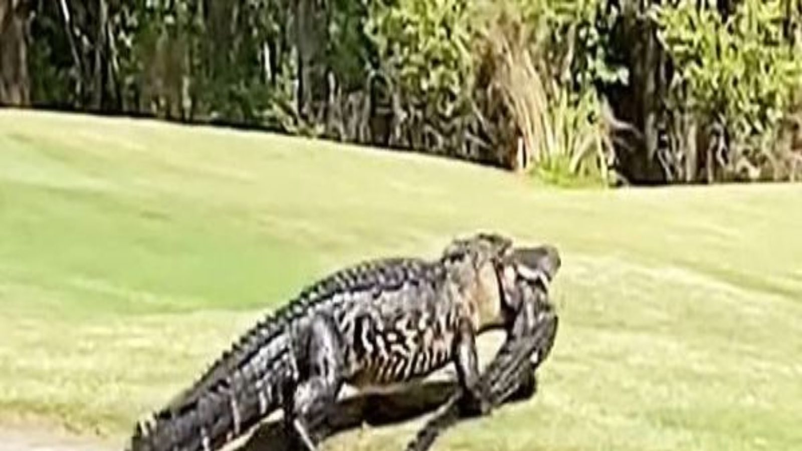 प्रेमिका के पास 'गैर मगरमच्छ' को देख गुस्से से तमतमा गया 20 फुटिया ...