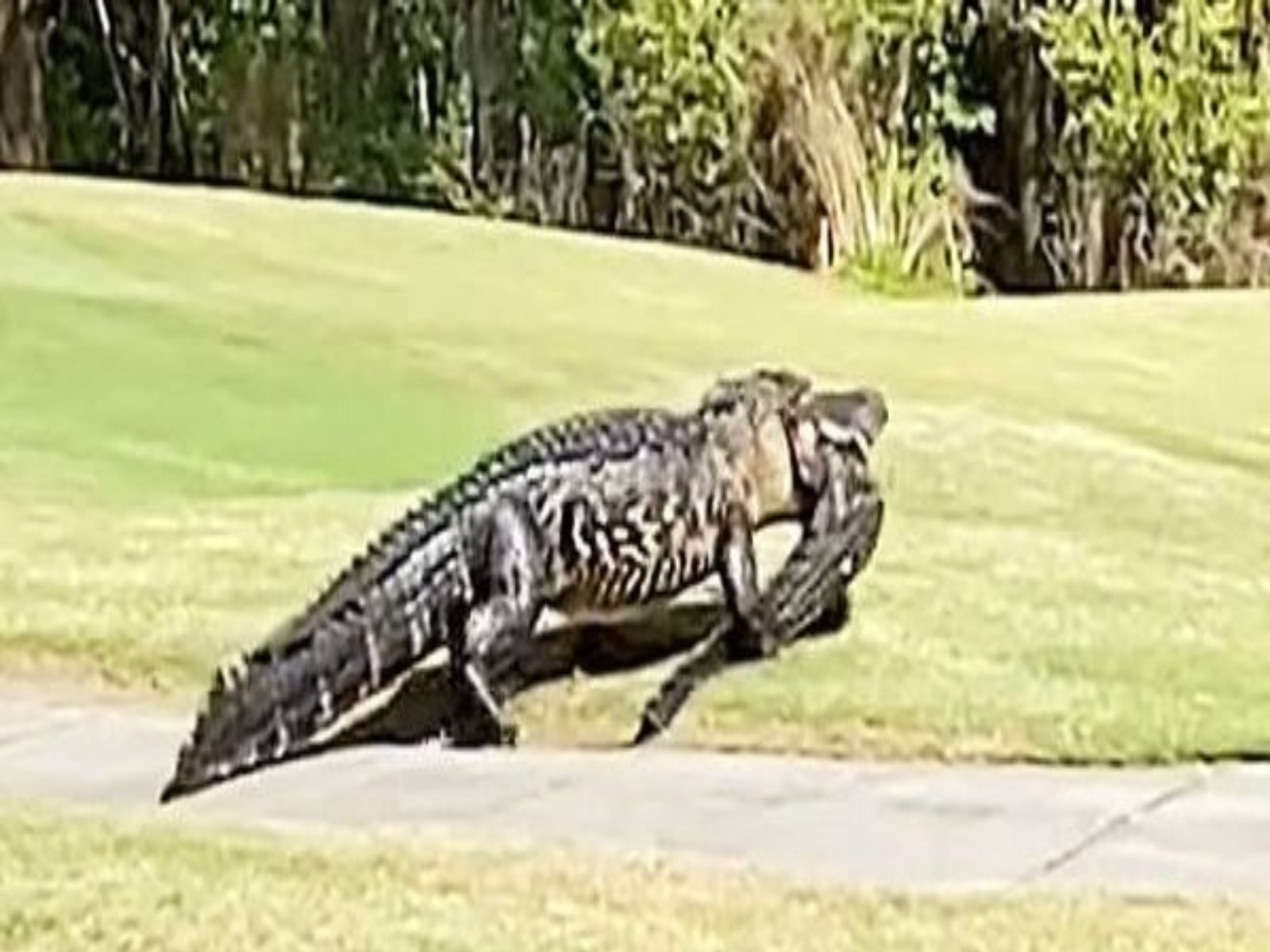 प्रेमिका के पास 'गैर मगरमच्छ' को देख गुस्से से तमतमा गया 20 फुटिया ...